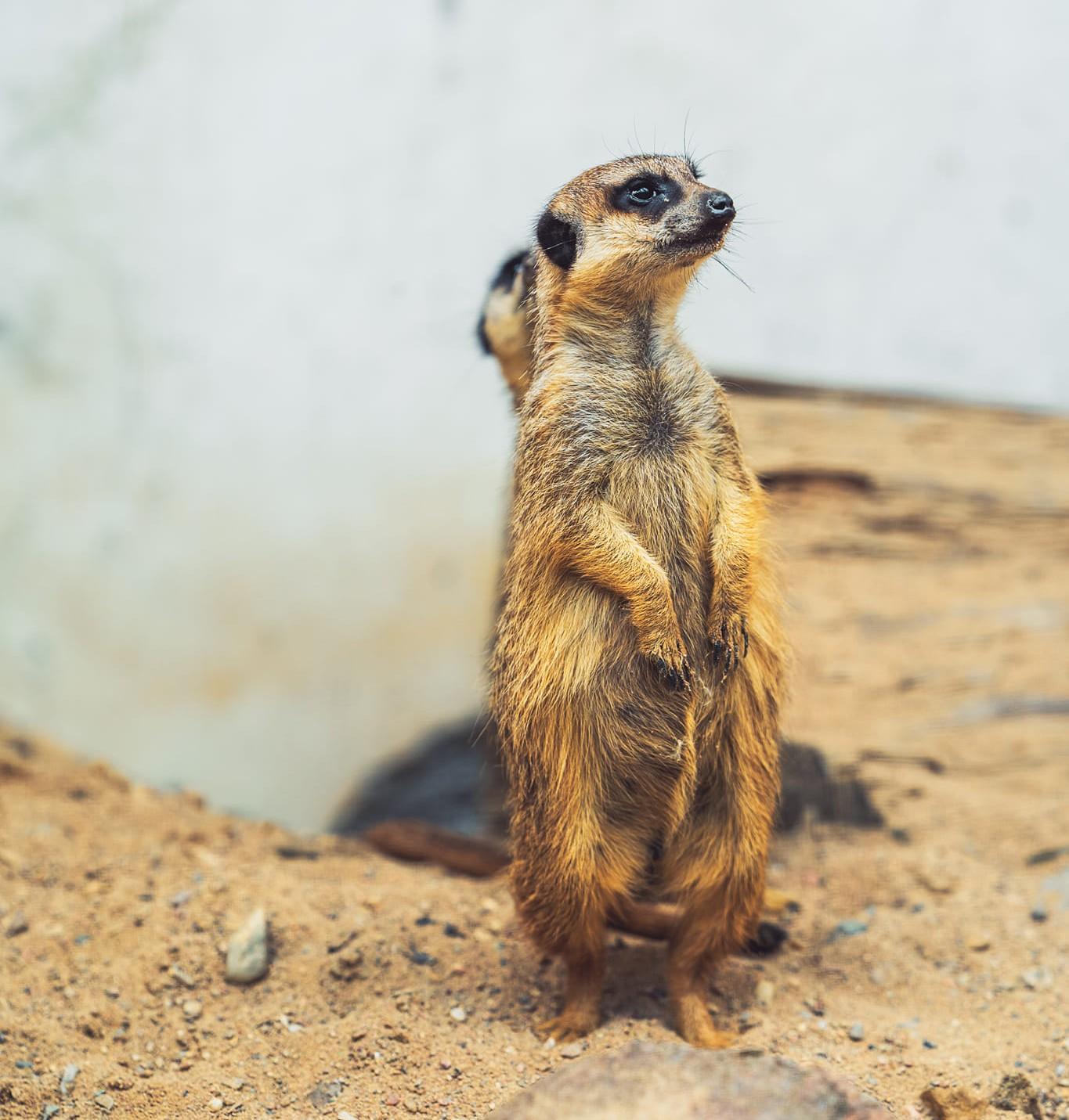 Surikata - FAMILY PARK Česká Skalice