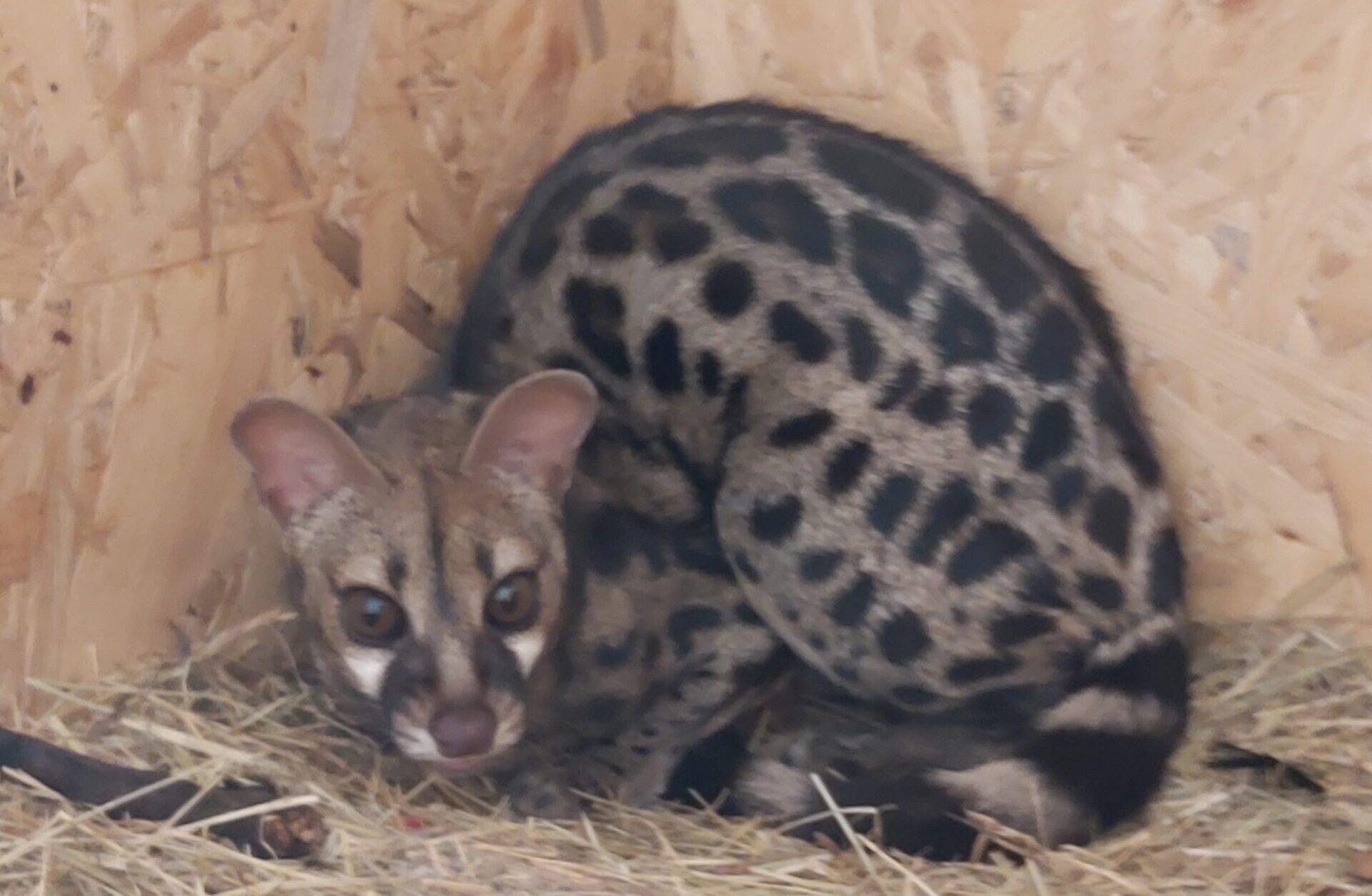 Objevte kouzlo Afriky v zooparku Česká Skalice: Ženetka skvrnitá už je ...